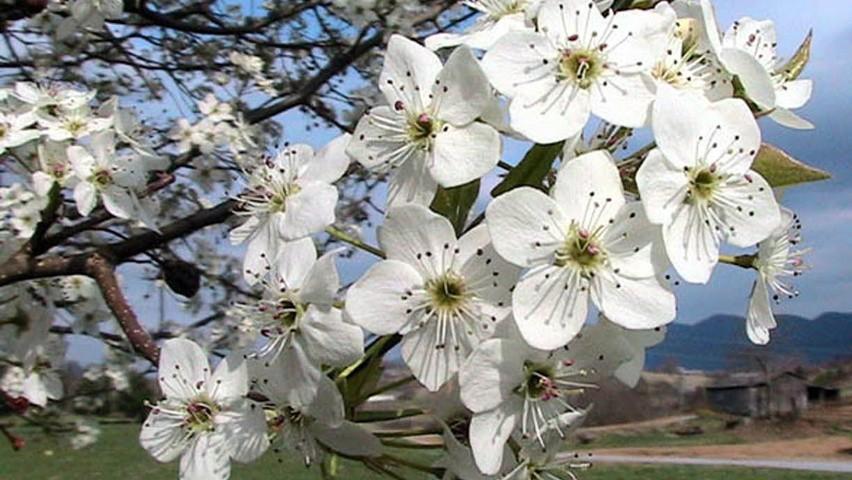 Pyrus calleryana Bradford