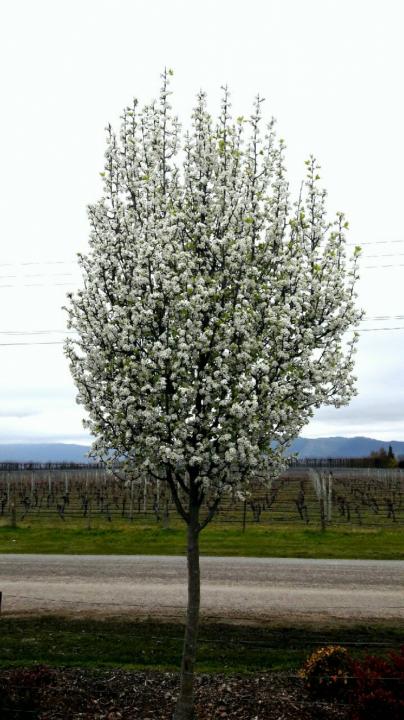 Pyrus calleryana Candelabra
