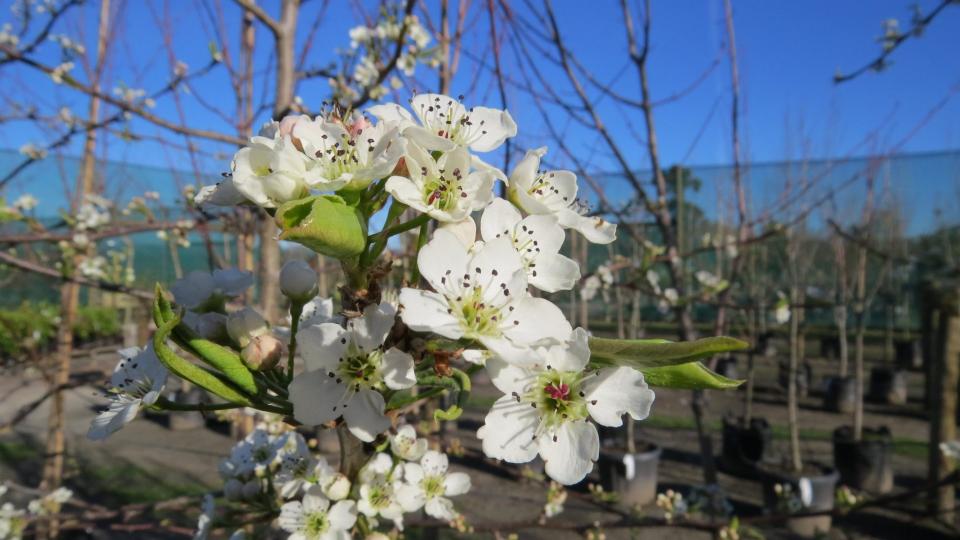 Pyrus calleryana Kea