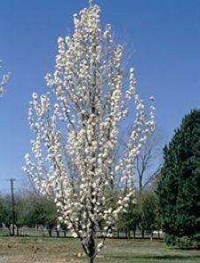 Pyrus calleryana Kea