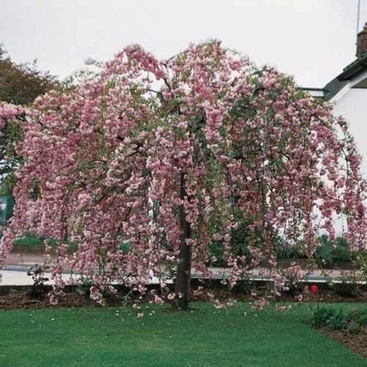 Prunus Kiku Shidare Sakura