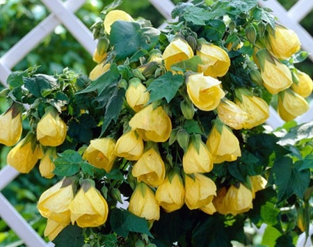 Abutilon Lucky Lantern Yellow - 14cm pot