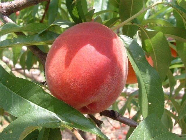 Peach Red Haven