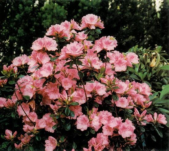 Azalea Peach Kirin