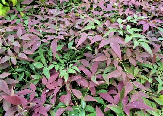 Nandina Flirt