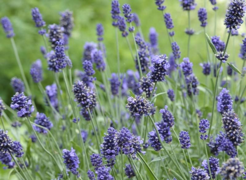 Lavender Sweet Romance x2 plants