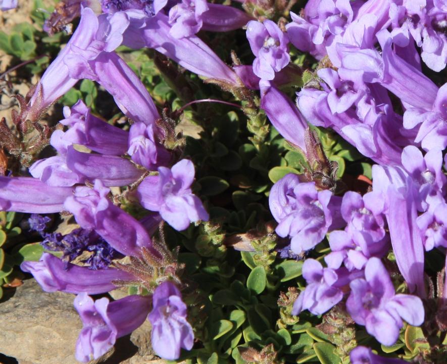 Penstemon Papal Purple