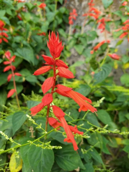 Salvia patens Red | Gentian Sage | The Plant Store NZ