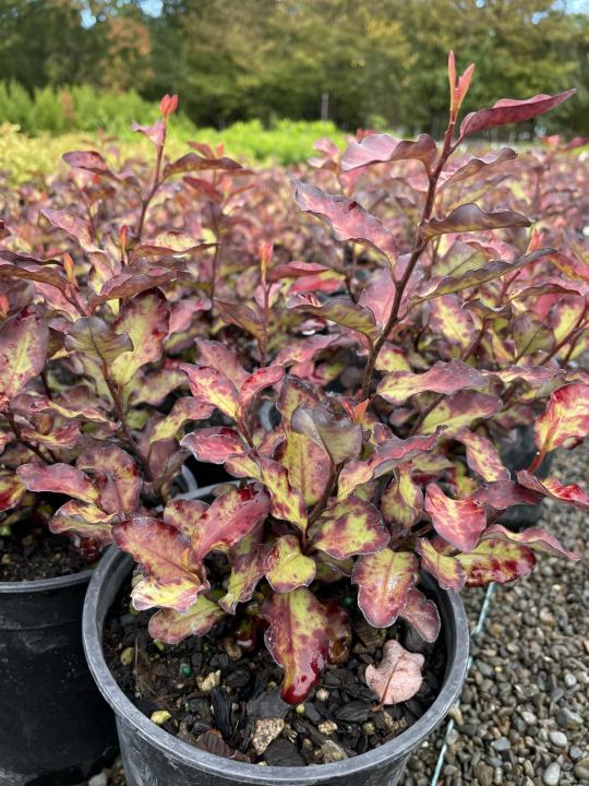 Pseudowintera Red Leopard