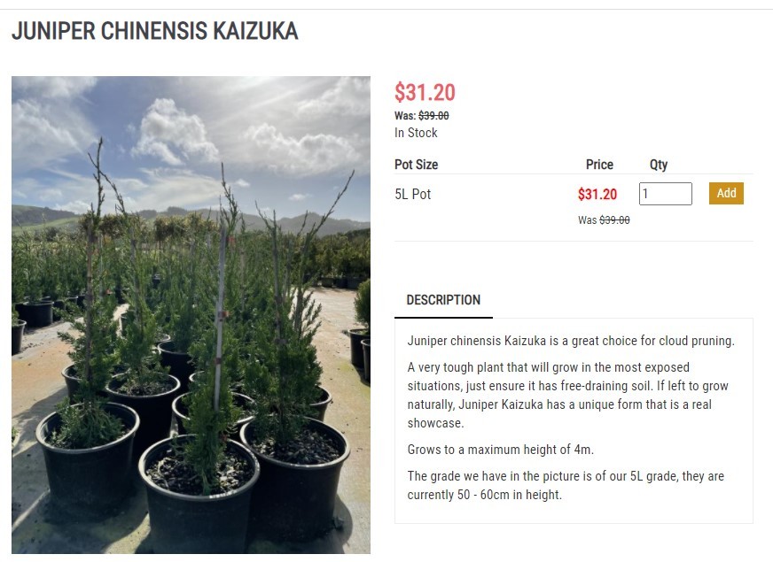 Juniperus chinensis 'Kaizuka' - The comeback of a Hollywood starlet