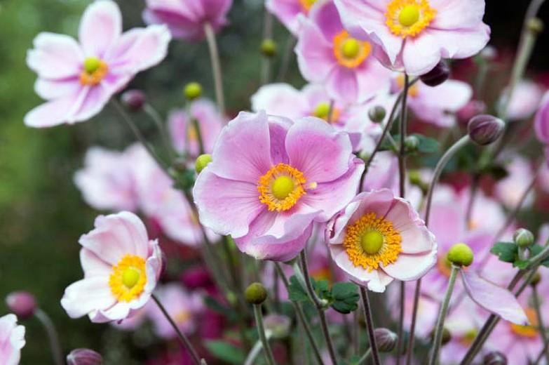 Anemone Pink Single | Japanese Windflower | The Plant Store NZ