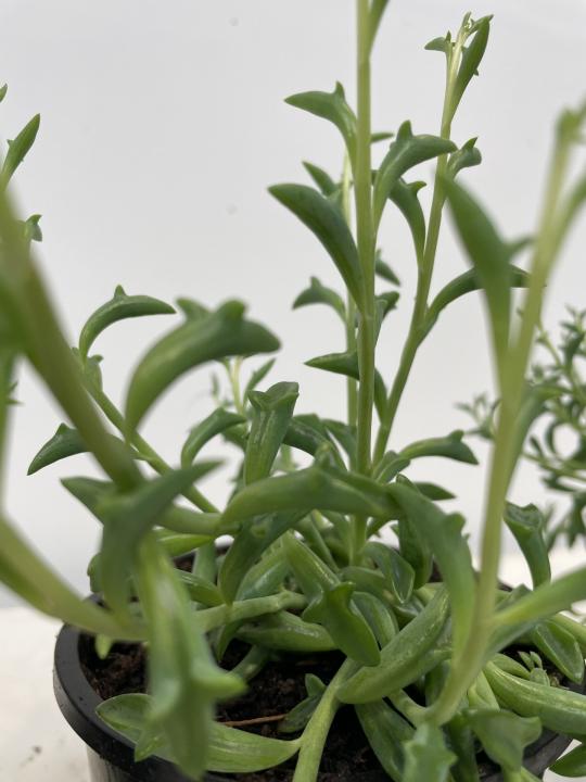 Senecio peregrinus | String of Dolphins | The Plant Store NZ