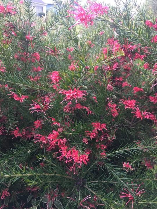 Grevillea Canberra Gem