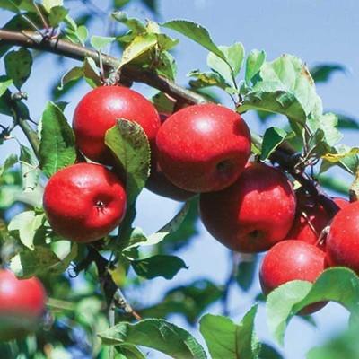 Apple Tropicana | The Plant Store