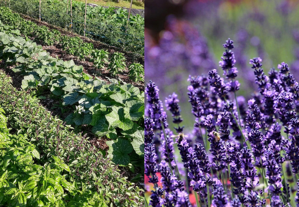 Why you should plant lavender around your vege garden