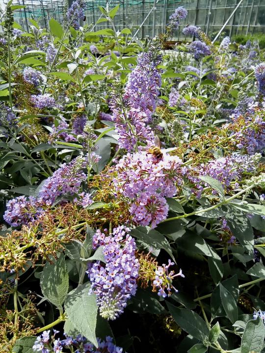 Buddleia fallowiana