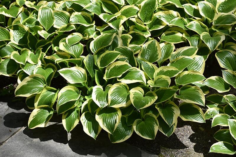 Hosta Queen Josephine