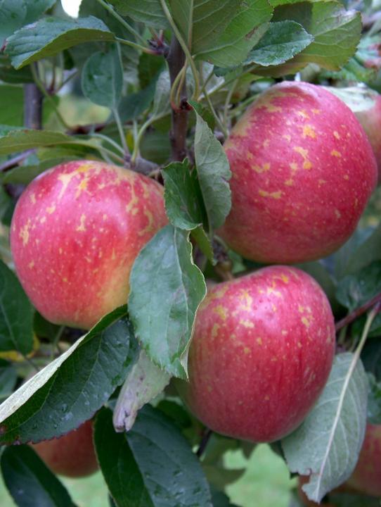 Apple Captain Kidd - Bare-Rooted