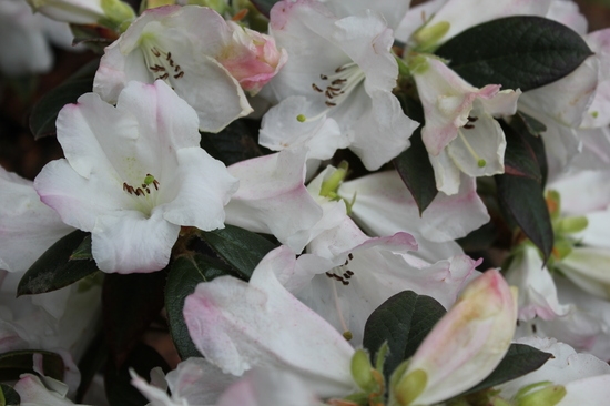 Rhododendron Princess Alice | Fragrant Beauty | The Plant Store NZ