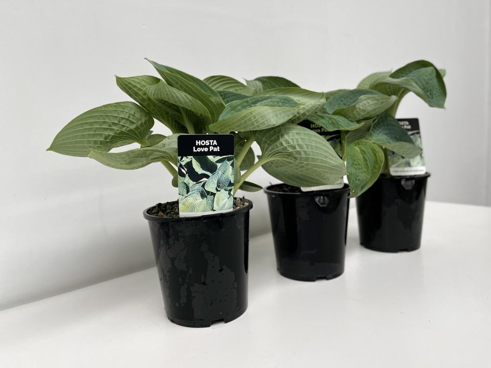 Hosta Love Pat