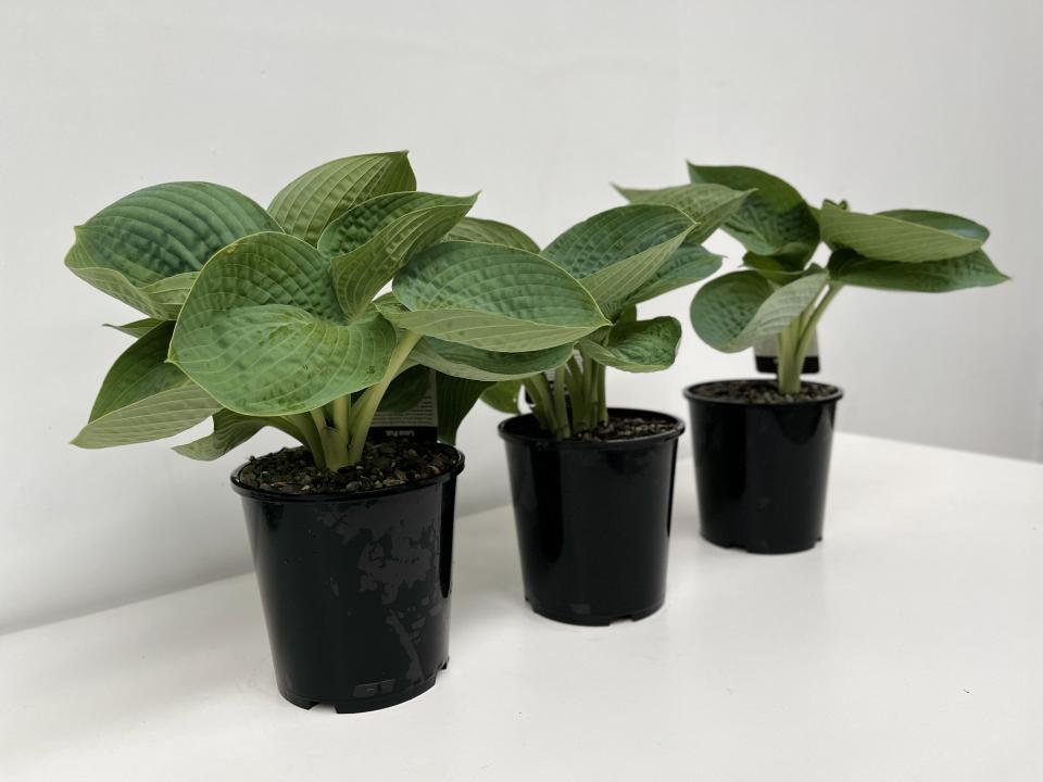 Hosta Love Pat