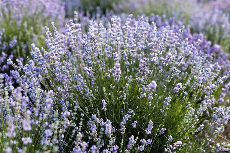 Lavender Grey Lady | English Lavender | The Plant Store