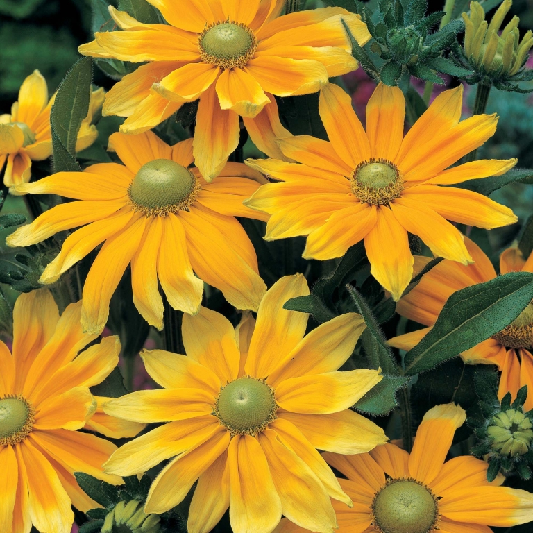 Rudbeckia Prairie Sun | Black Eyed Susan | The Plant Store NZ