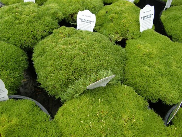 Scleranthus biflorus- PB5